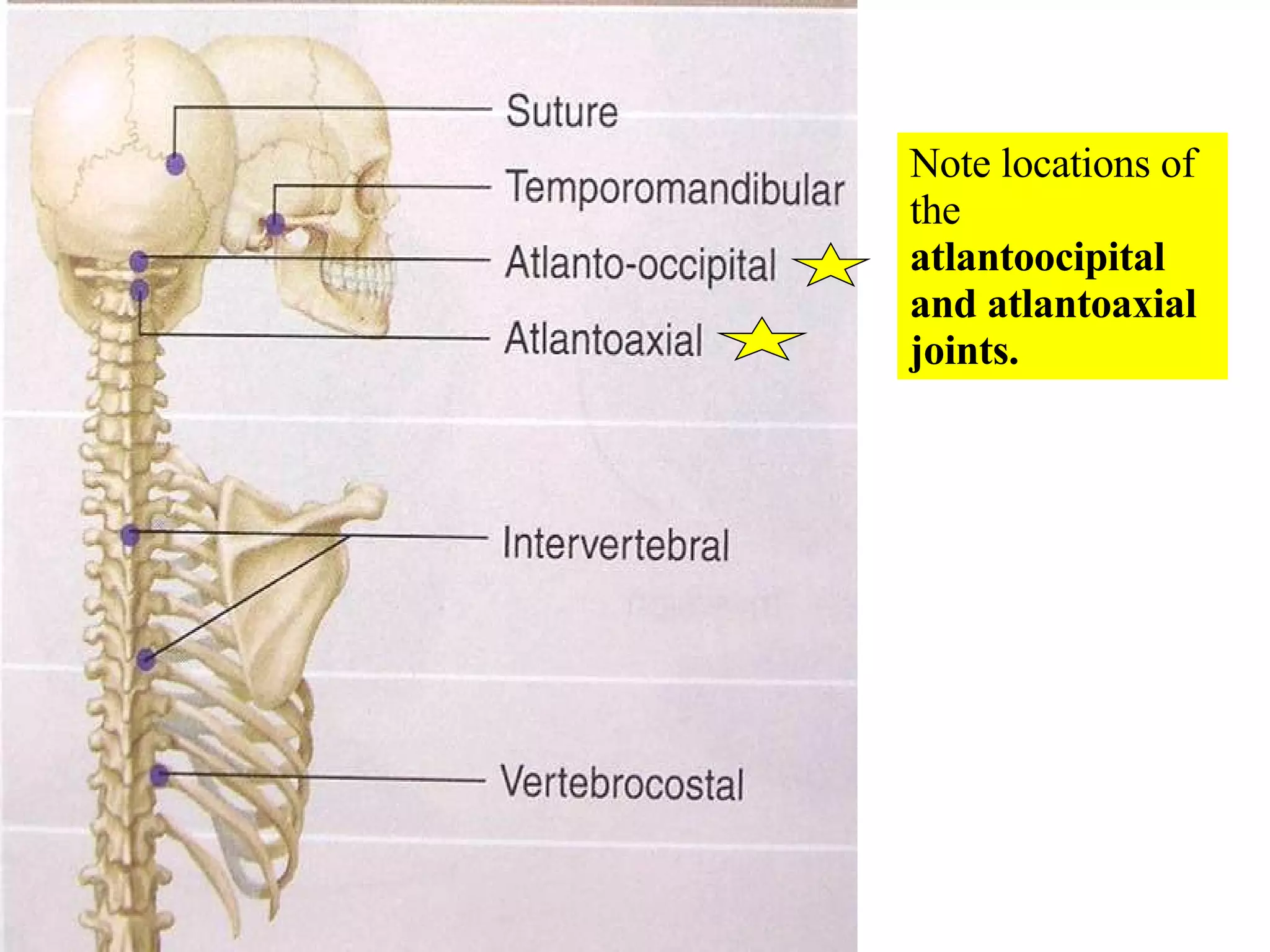 05 Axial Skeleton Vertebral Column And Thoracic Cage | PPT