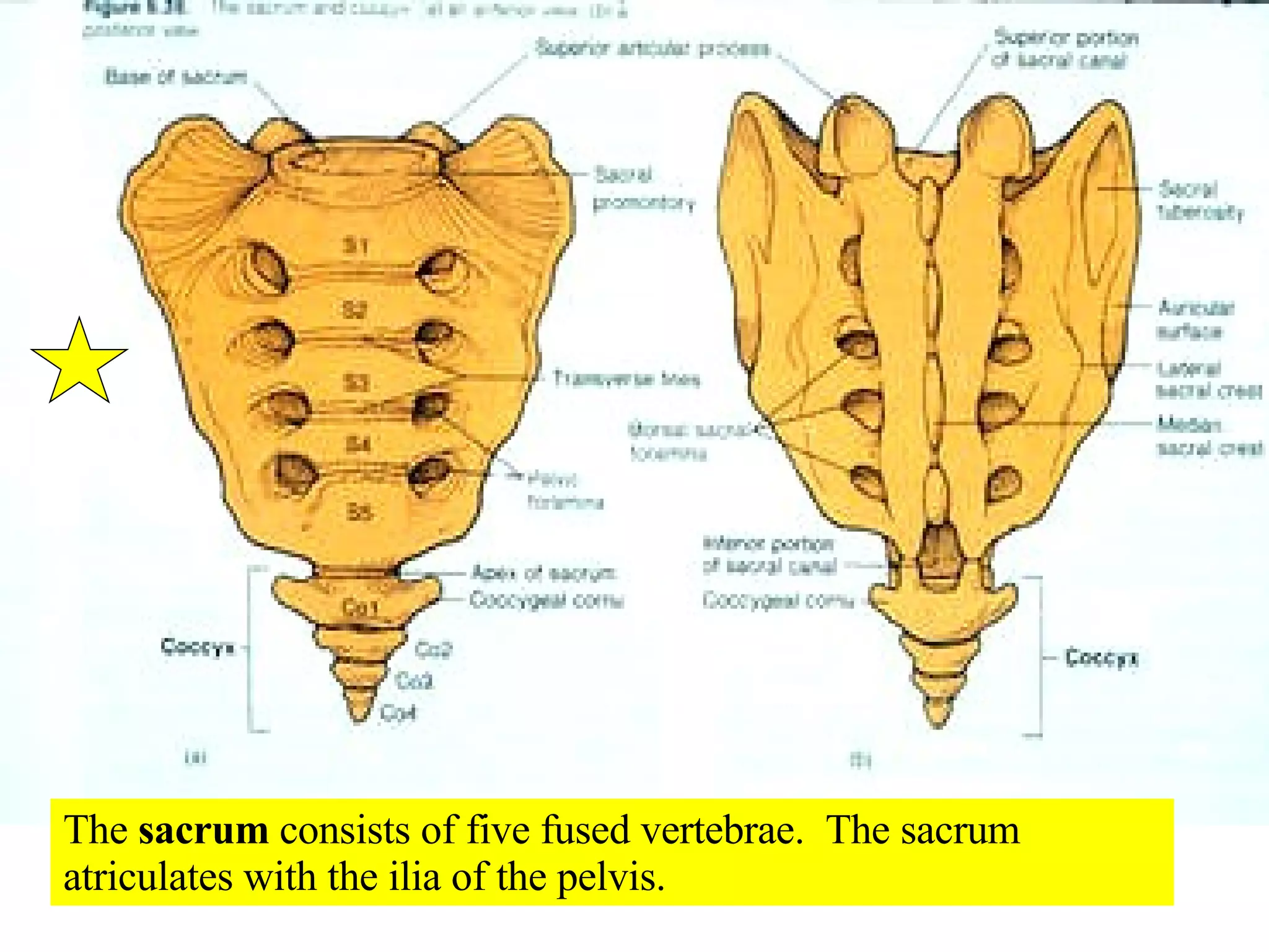 05 Axial Skeleton Vertebral Column And Thoracic Cage | PPT