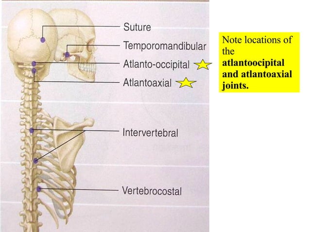 05 Axial Skeleton Vertebral Column And Thoracic Cage | PPT