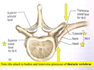 05 Axial Skeleton Vertebral Column And Thoracic Cage | PPT