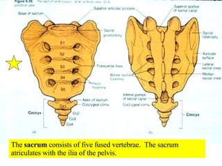05 Axial Skeleton Vertebral Column And Thoracic Cage | PPT