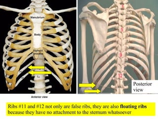 05 Axial Skeleton Vertebral Column And Thoracic Cage | PPT