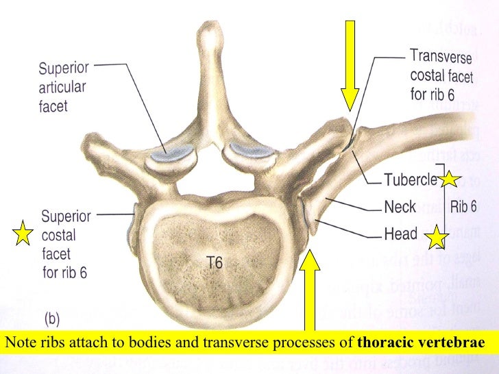 05 Axial Skeleton Vertebral Column And Thoracic Cage