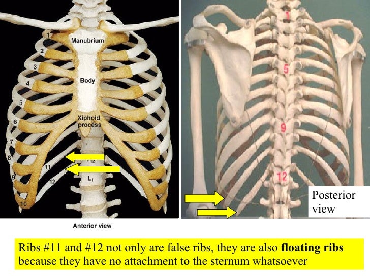 05 Axial Skeleton Vertebral Column And Thoracic Cage