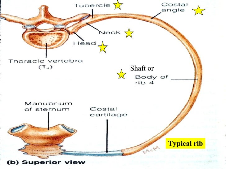 Axial Skeleton Thoracic Cage