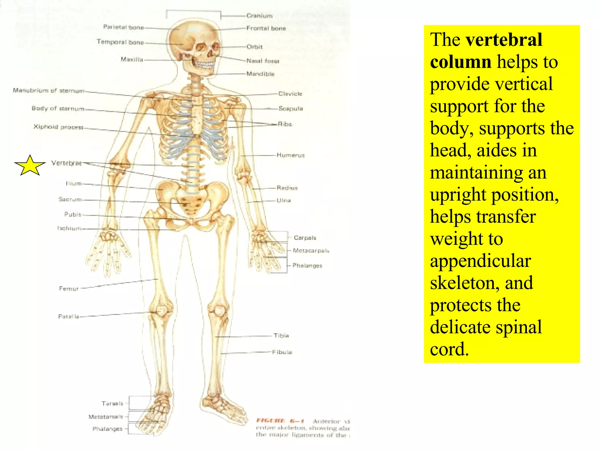 05 Axial Skeleton Vertebral Column And Thoracic Cage | PPT