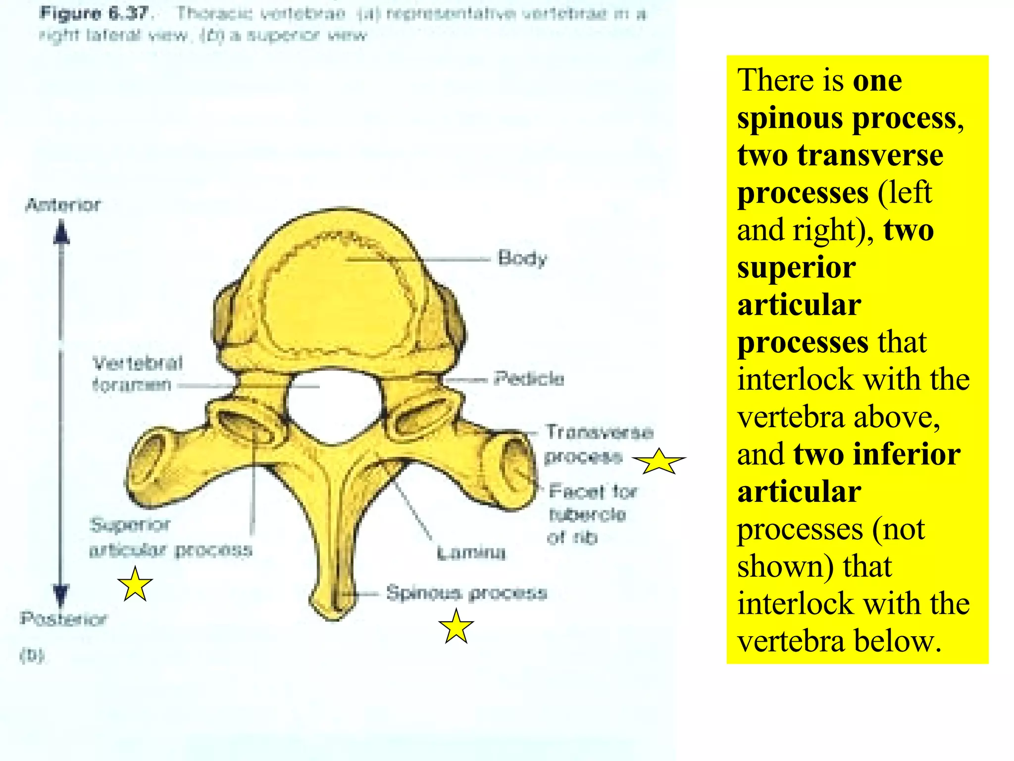 05 Axial Skeleton Vertebral Column And Thoracic Cage | PPT