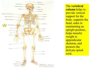 05 Axial Skeleton Vertebral Column And Thoracic Cage | PPT