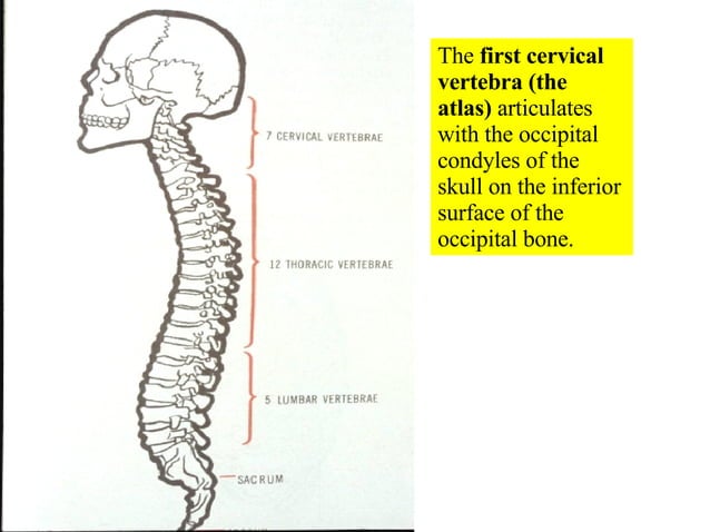 05 Axial Skeleton Vertebral Column And Thoracic Cage