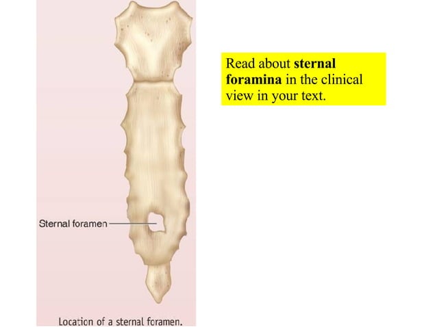 05 Axial Skeleton Vertebral Column And Thoracic Cage