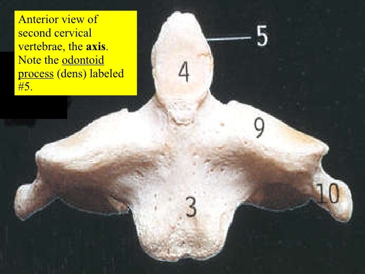 05 Axial Skeleton Vertebral Column And Thoracic Cage