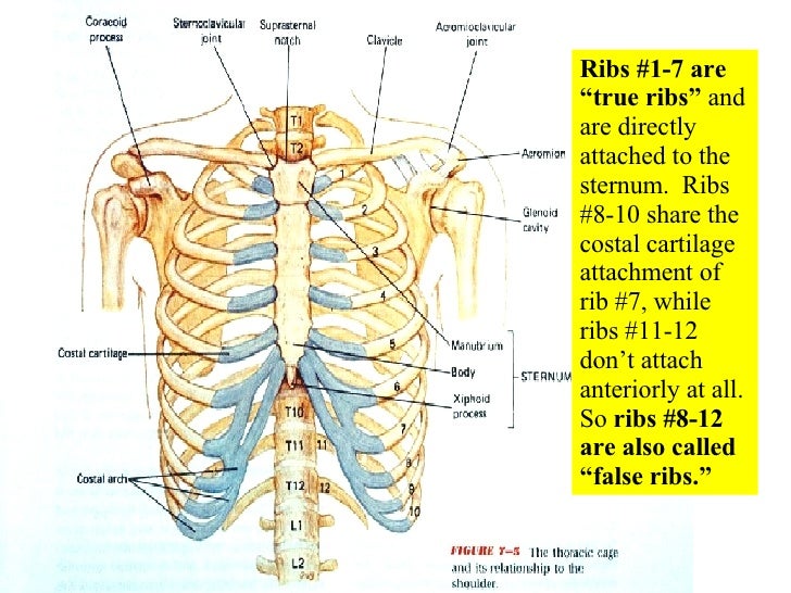 05 Axial Skeleton Vertebral Column And Thoracic Cage