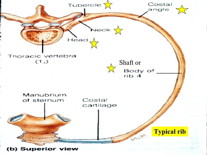 05 Axial Skeleton Vertebral Column And Thoracic Cage