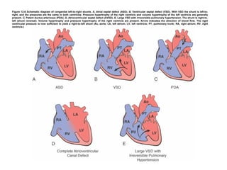 05 Cat. Cardiovascular I | PPT