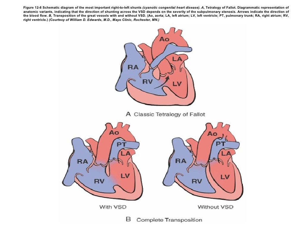 Cat Cardiovascular System Diagram Circulatory System Of The