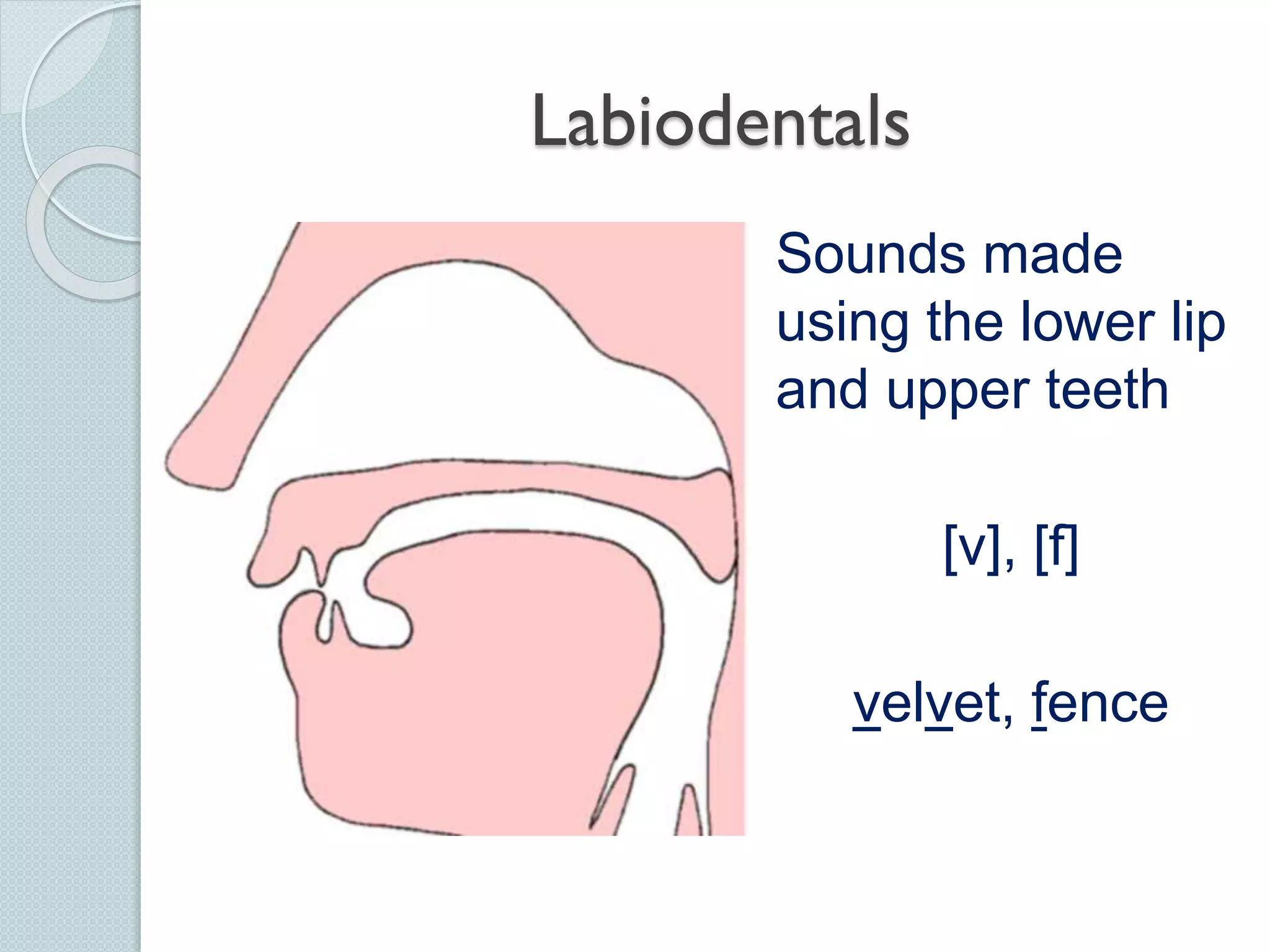 Phonetics: The Sounds of Language | PPTX