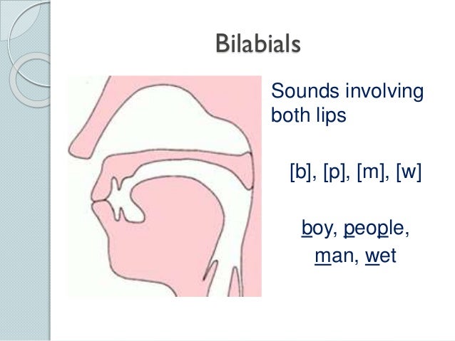 Phonetics: The Sounds of Language