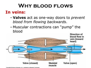 05 circulation | PPT