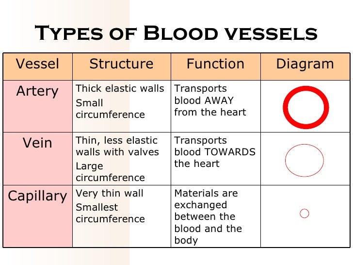 Blood Vessel Definition Anatomy Function Types Britannica