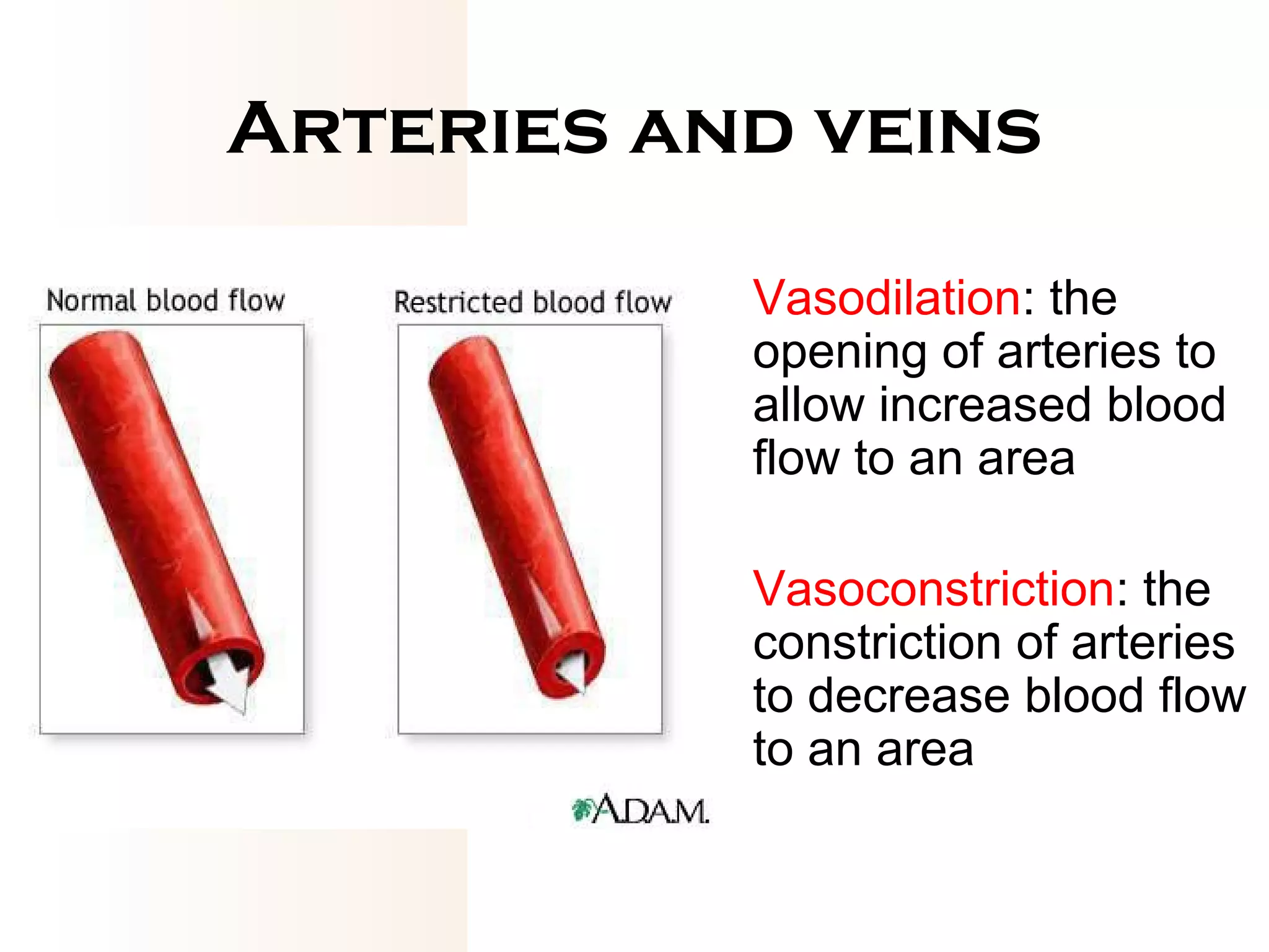 05 circulation | PPT
