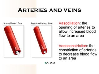 05 circulation | PPT