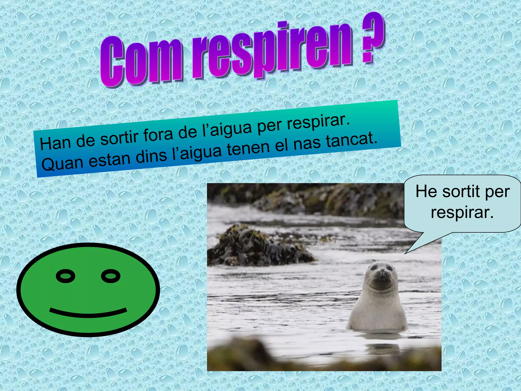 05 foca | PPT