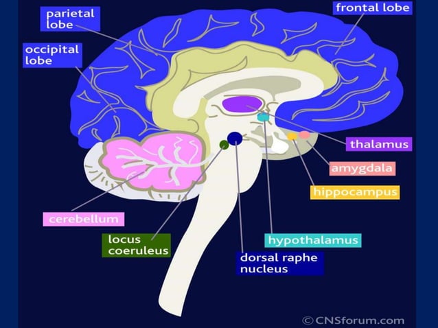 Localization of Function in the Brain | PPTX