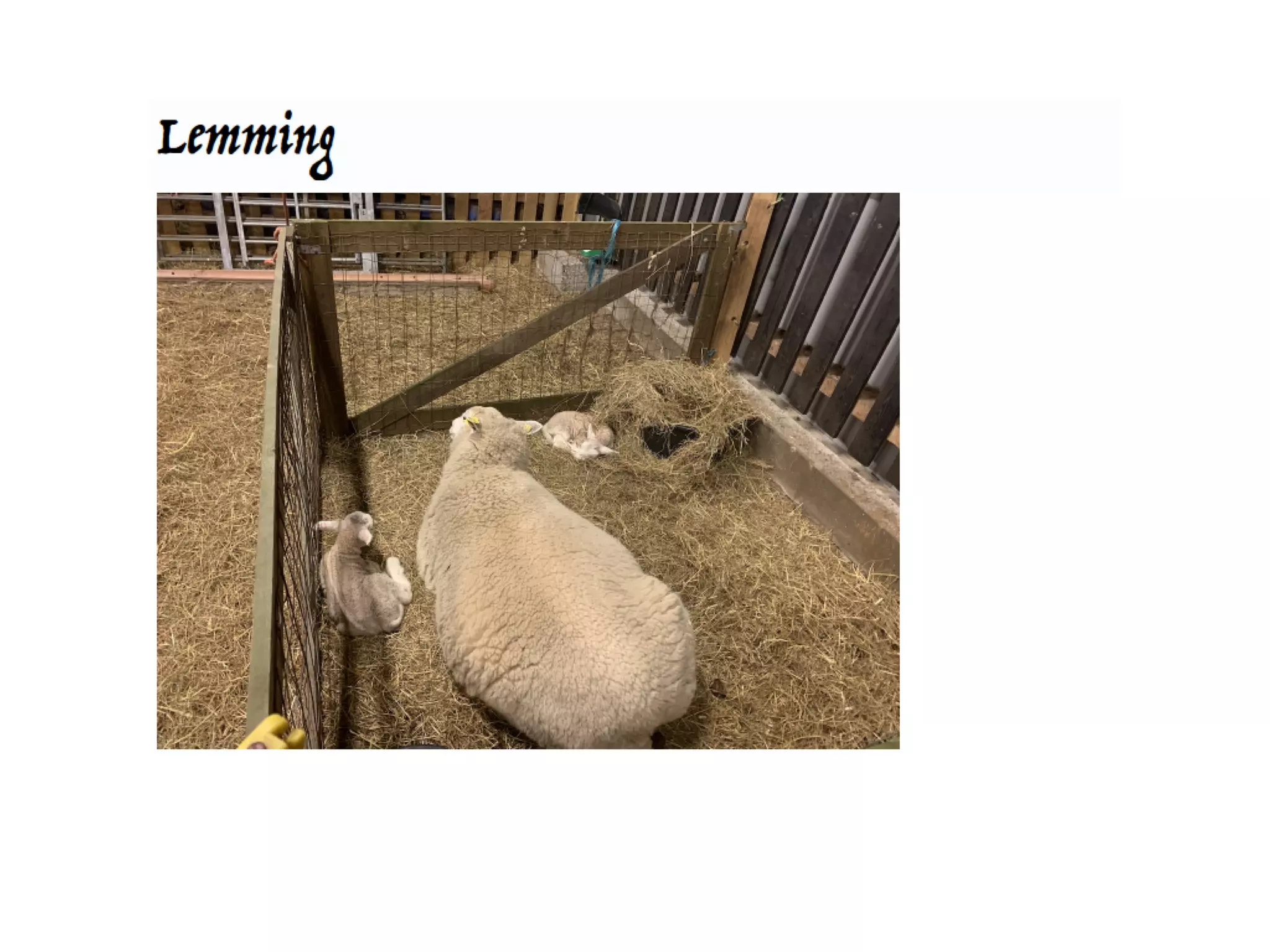 Counting Sheeps | PPT