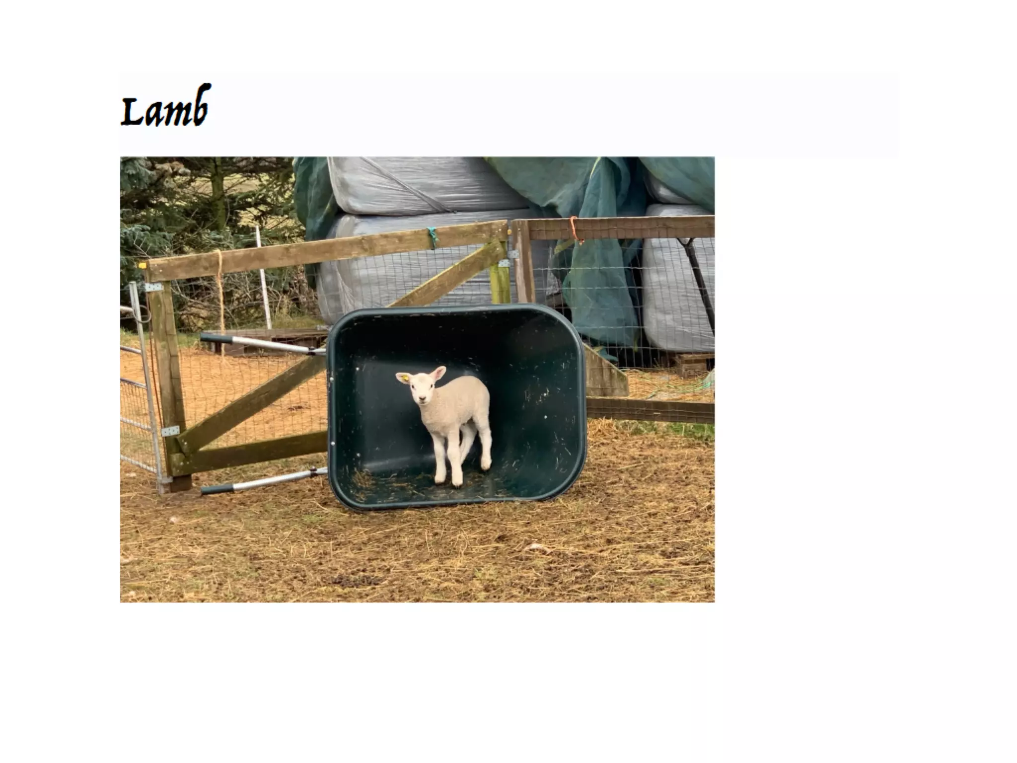 Counting Sheeps | PPT