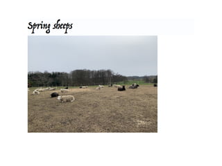 Counting Sheeps | PPT