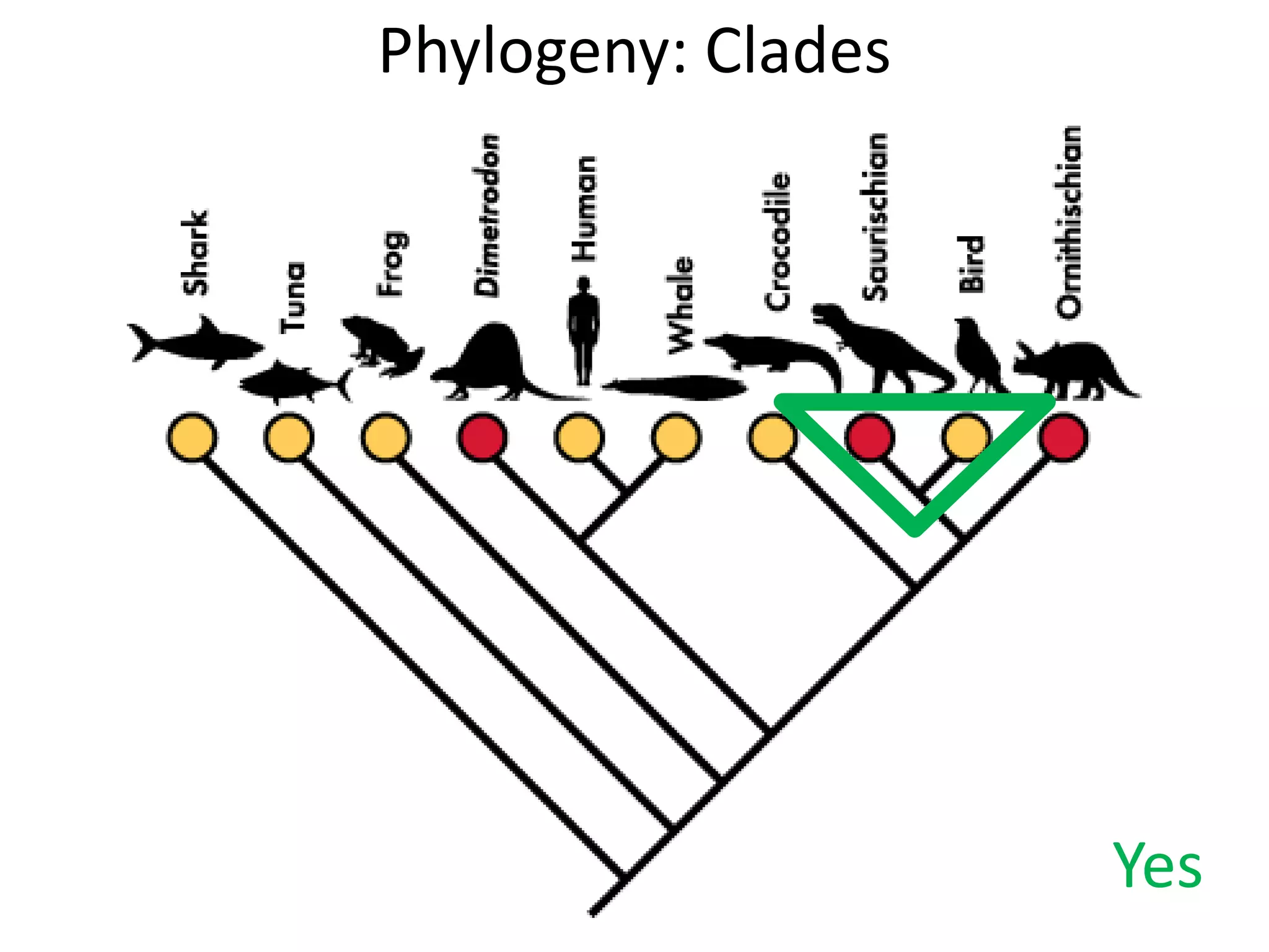 05 phylogeny modern taxonomy | PPTX