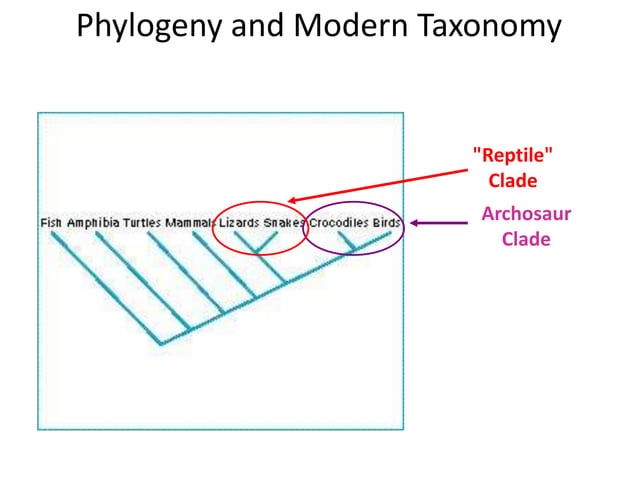 05 phylogeny modern taxonomy | PPTX