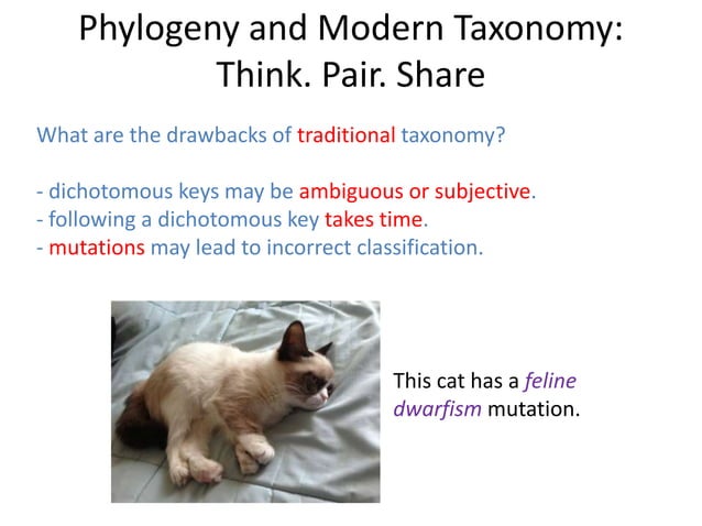 05 phylogeny modern taxonomy | PPTX