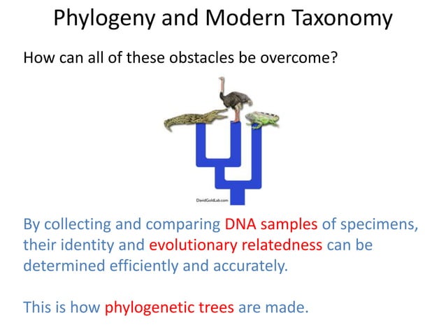 05 phylogeny modern taxonomy | PPTX