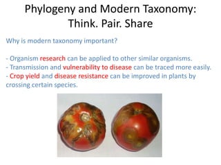 05 phylogeny modern taxonomy | PPTX