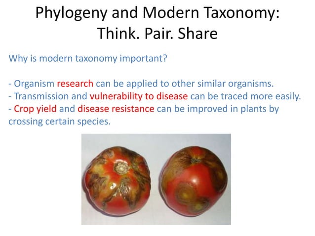 05 phylogeny modern taxonomy | PPTX