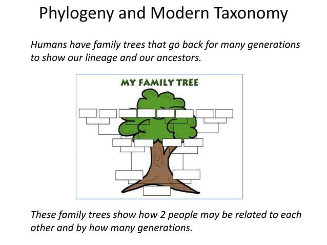 05 phylogeny modern taxonomy | PPTX