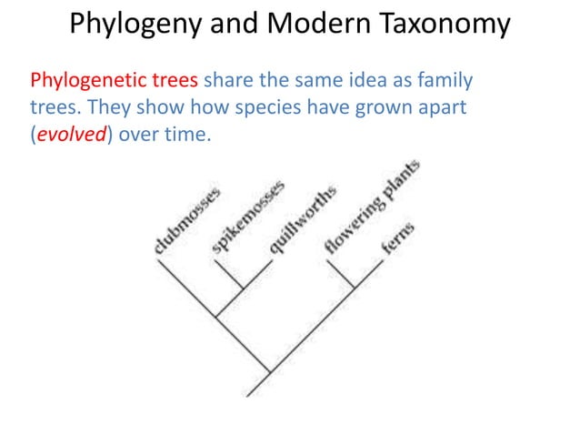 05 phylogeny modern taxonomy | PPTX