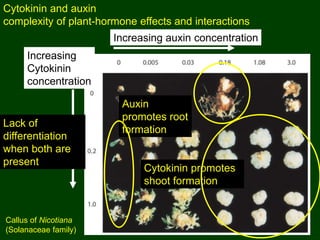 05 plant-growth-hormones | PPT
