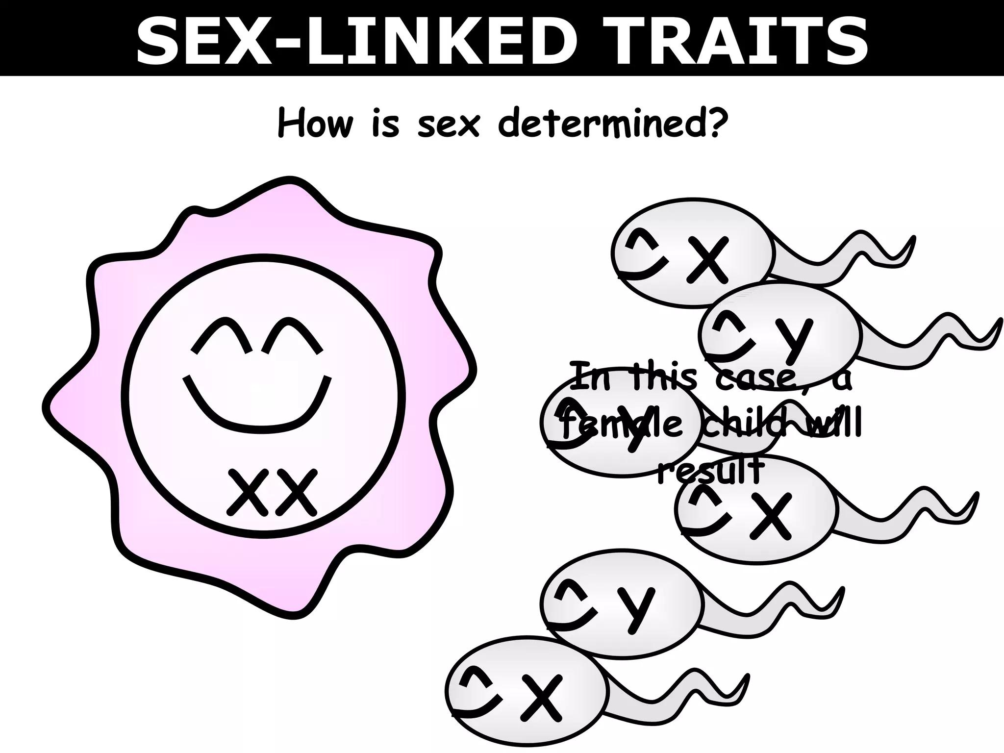 05 Sex Linked Inheritance Ppt