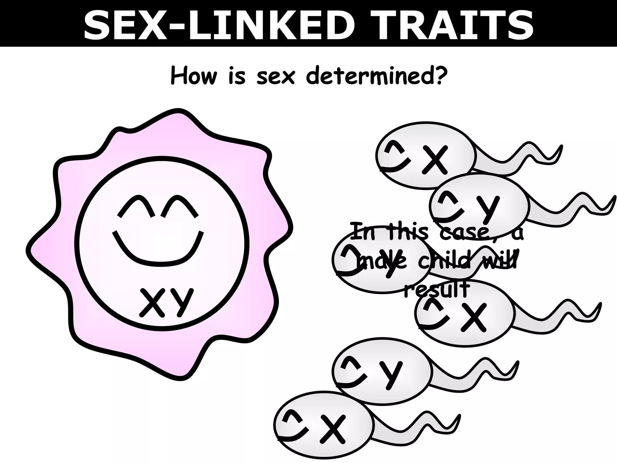 05 sex-linked inheritance | PPT