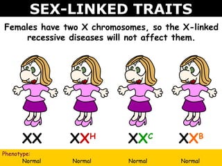 05 sex-linked inheritance | PPT
