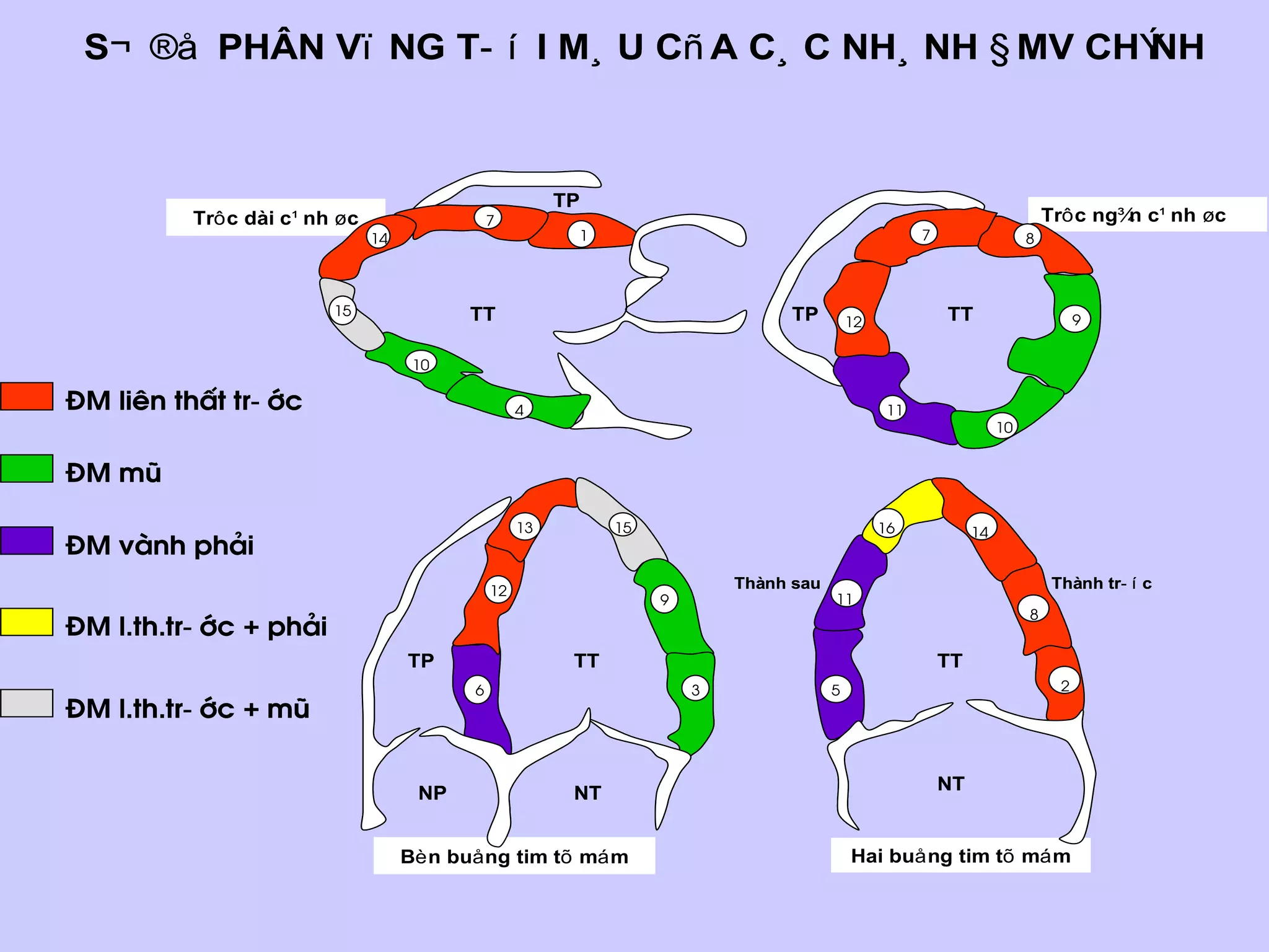 05. sieu am tim co ban | PDF