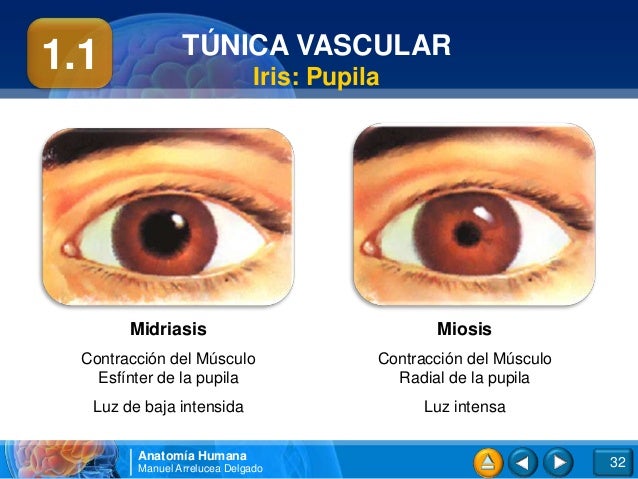 miosis - midriasis by