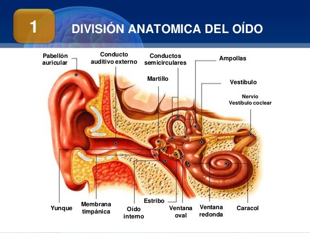 05. Sistema sensorial