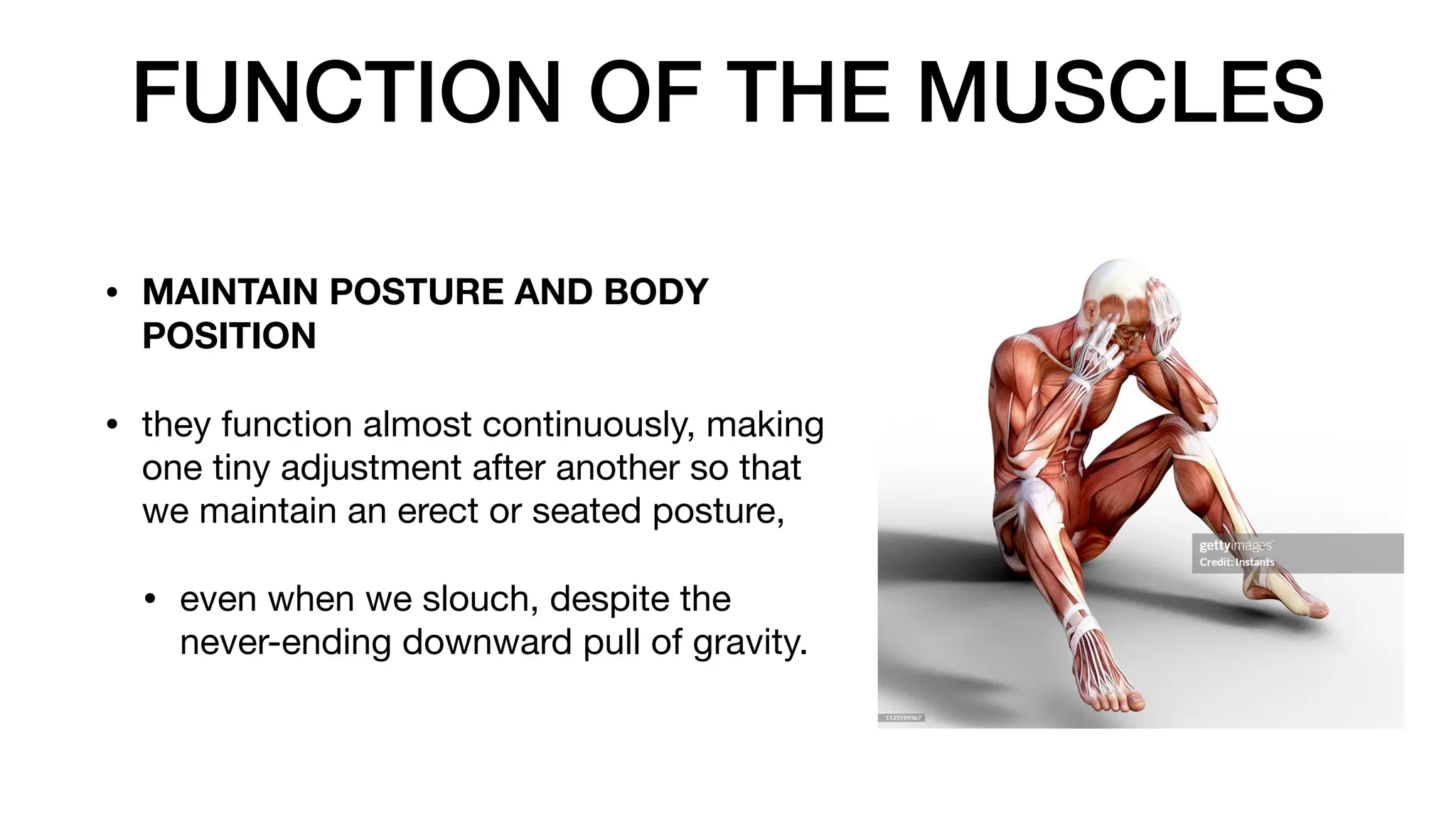 The Anatomy and Physiology of the Muscular System | PDF