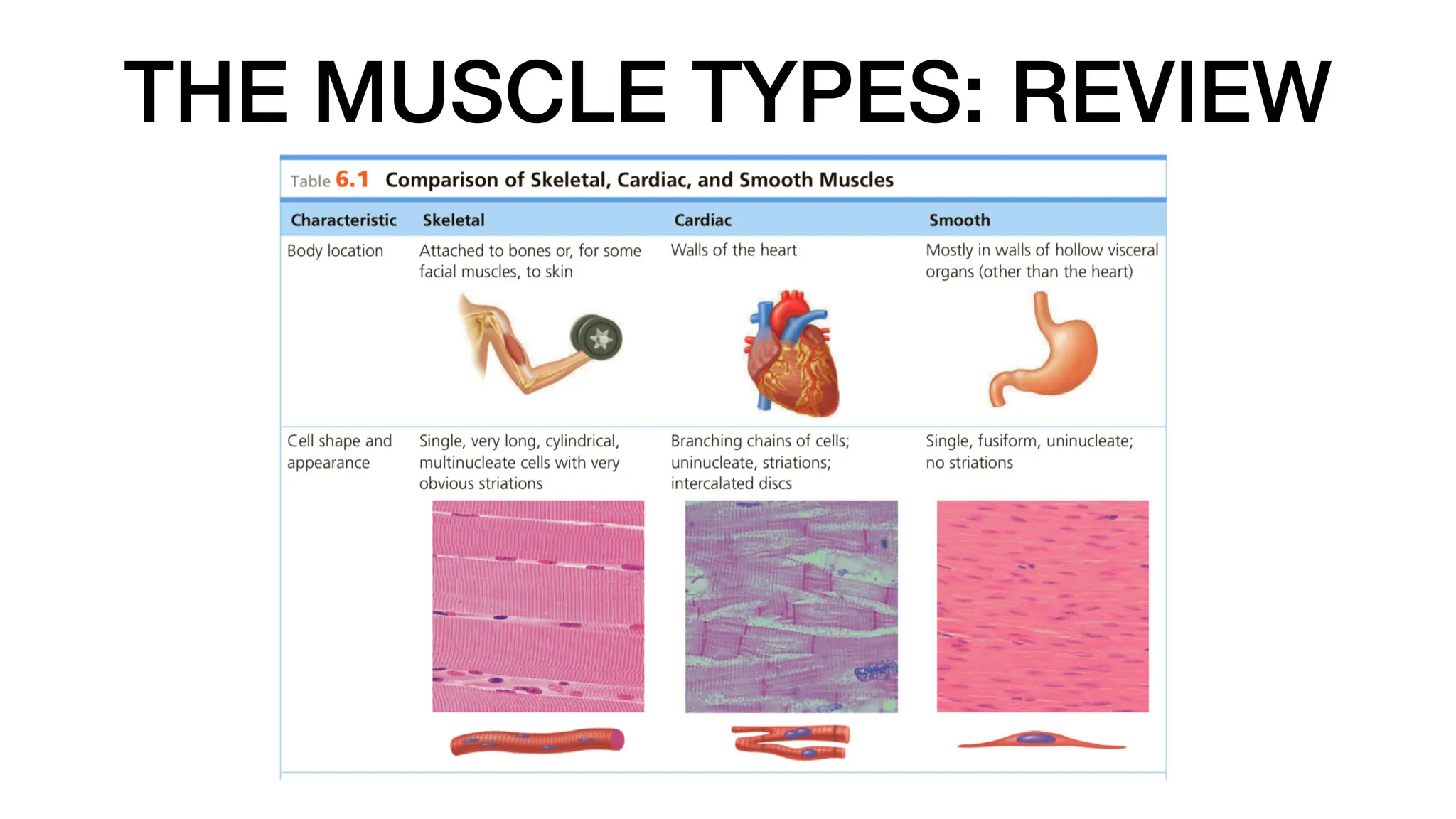 The Anatomy and Physiology of the Muscular System | PPT