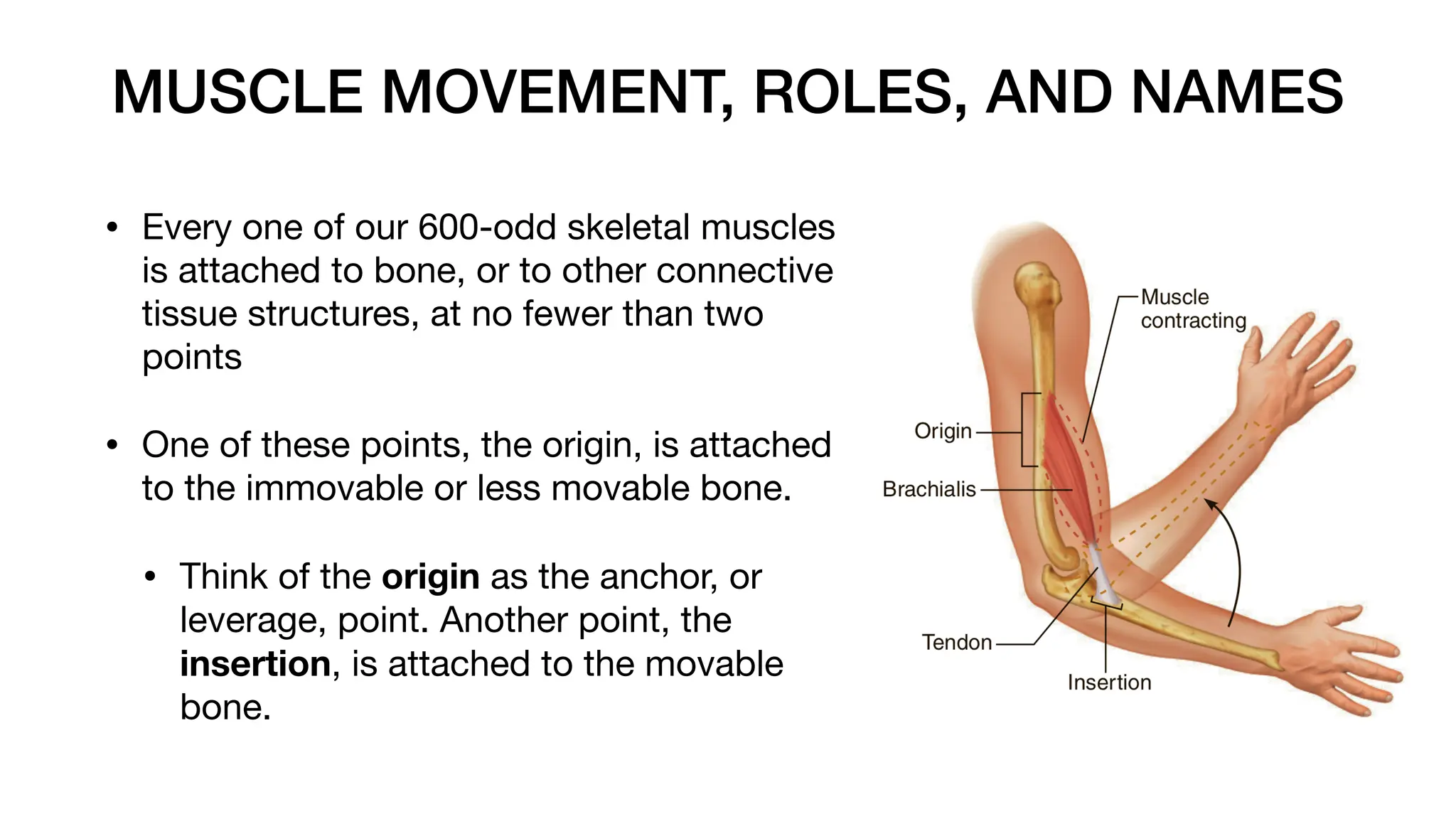 The Anatomy and Physiology of the Muscular System | PDF