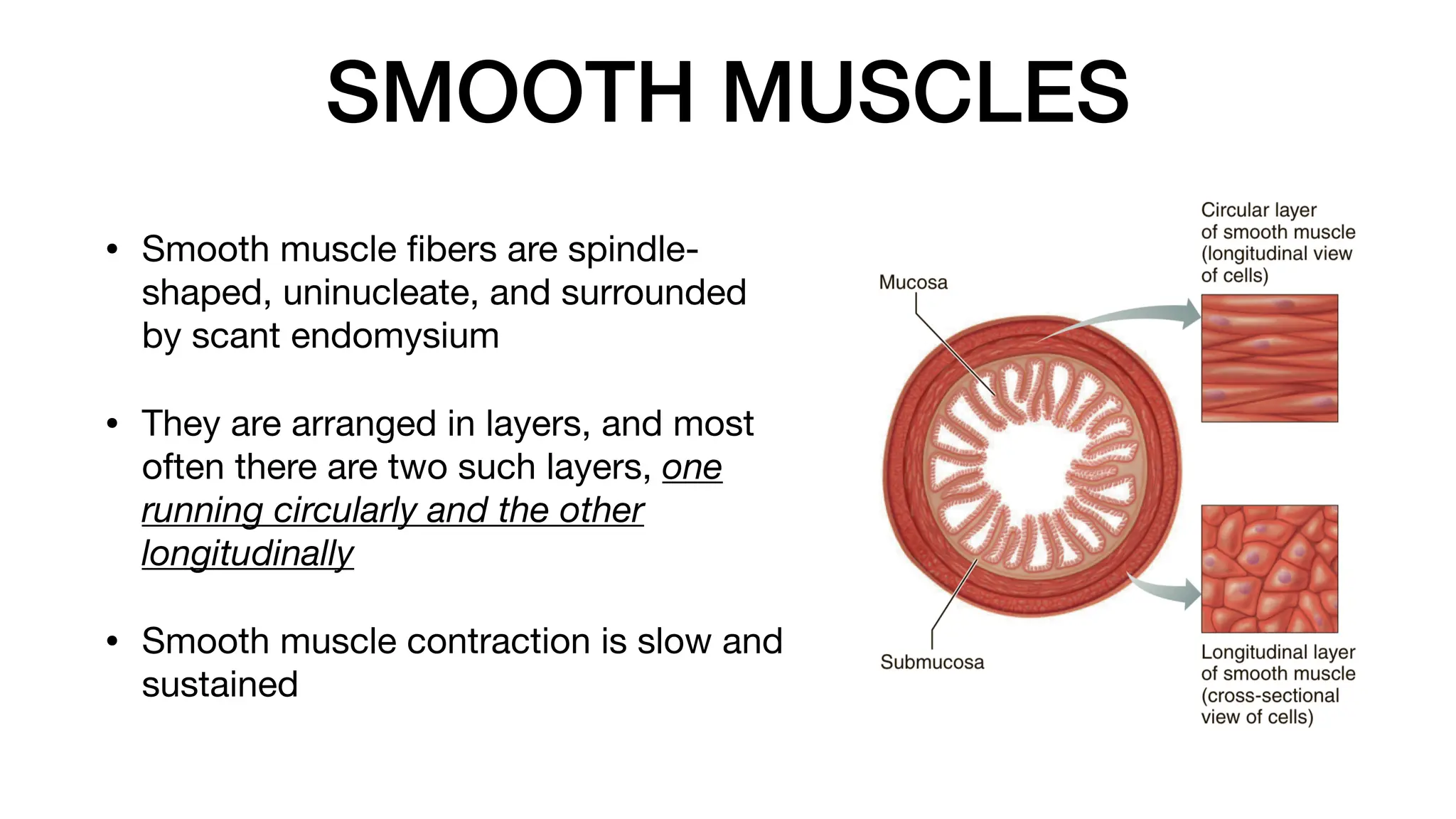 The Anatomy and Physiology of the Muscular System | PDF