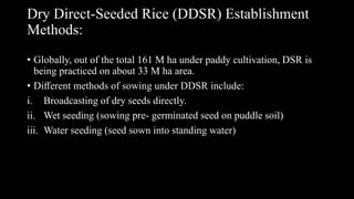 Weed Management in Dry Direct-Seeded Rice.pptx